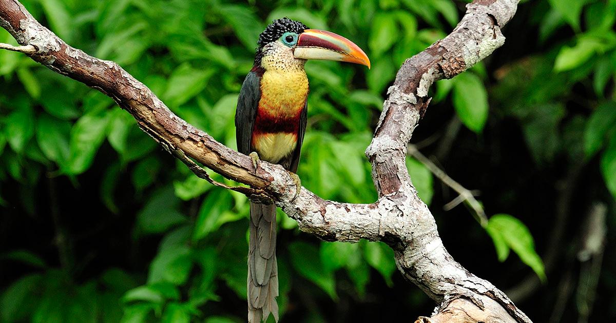 Birding in Peru: The Complete Guide to Peru Birdwatching - Inca Expert