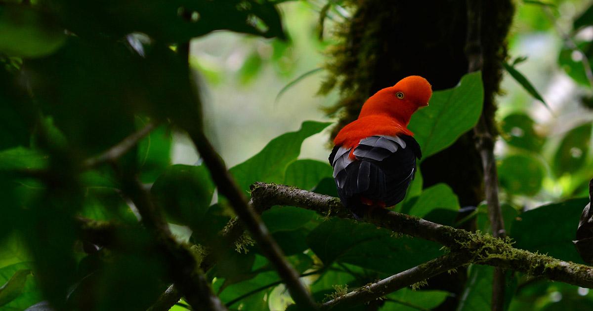 Birds of Peru: 10 Fascinating & Must-See Species - Inca Expert