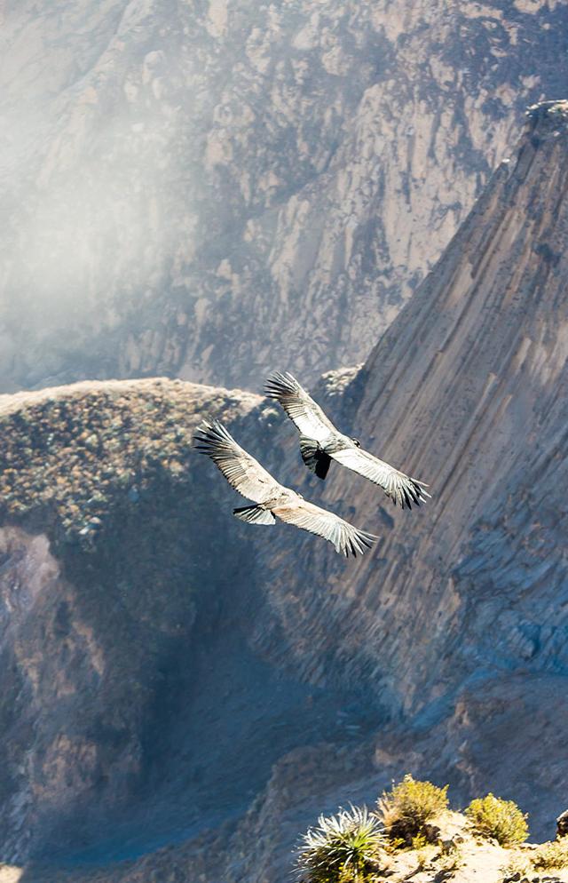 Birding in Peru: The Complete Guide to Peru Birdwatching - Inca Expert