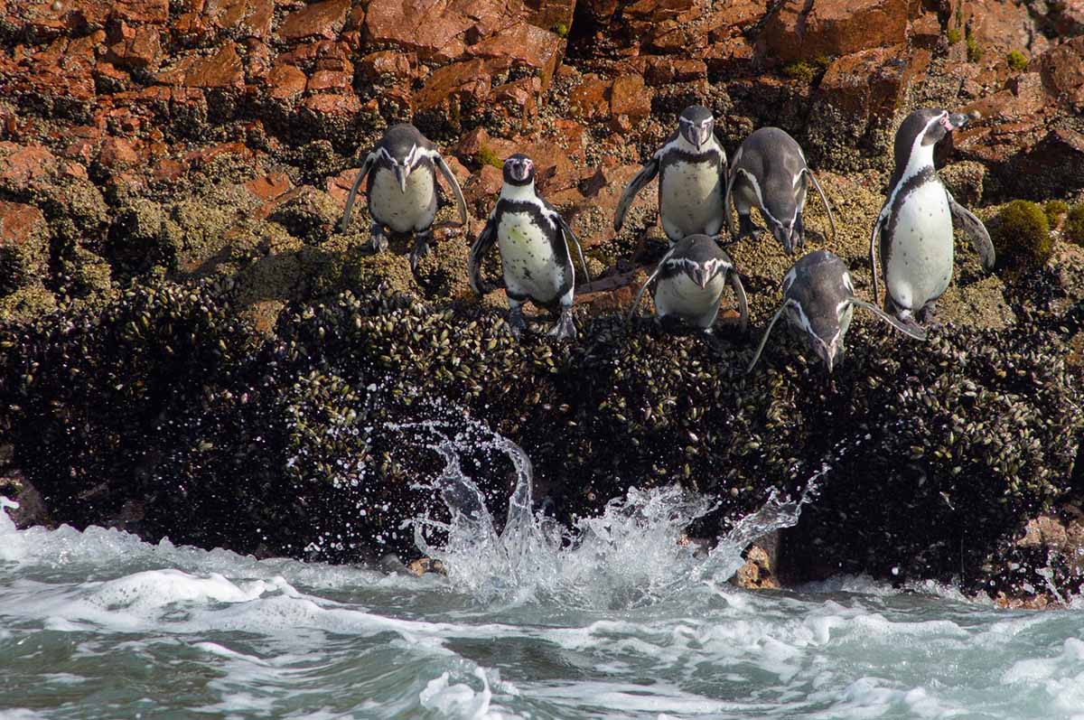 Birds of Peru: 10 Fascinating & Must-See Species - Inca Expert
