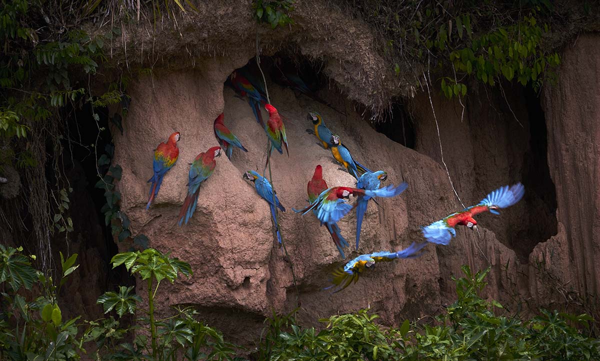 Birds of Peru: 10 Fascinating & Must-See Species - Inca Expert