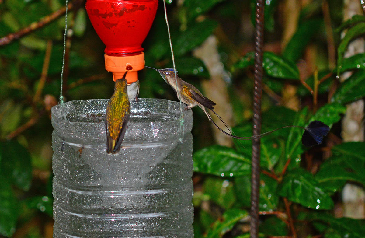 Birds of Peru: 10 Fascinating & Must-See Species - Inca Expert
