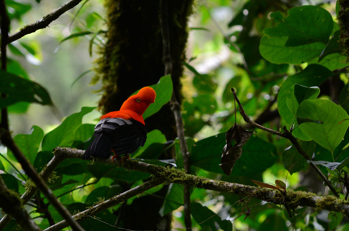 Birds of Peru: 10 Fascinating & Must-See Species - Inca Expert