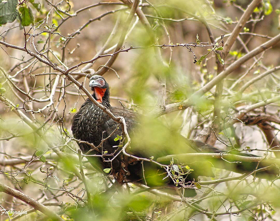 Birds of Peru: 10 Fascinating & Must-See Species - Inca Expert