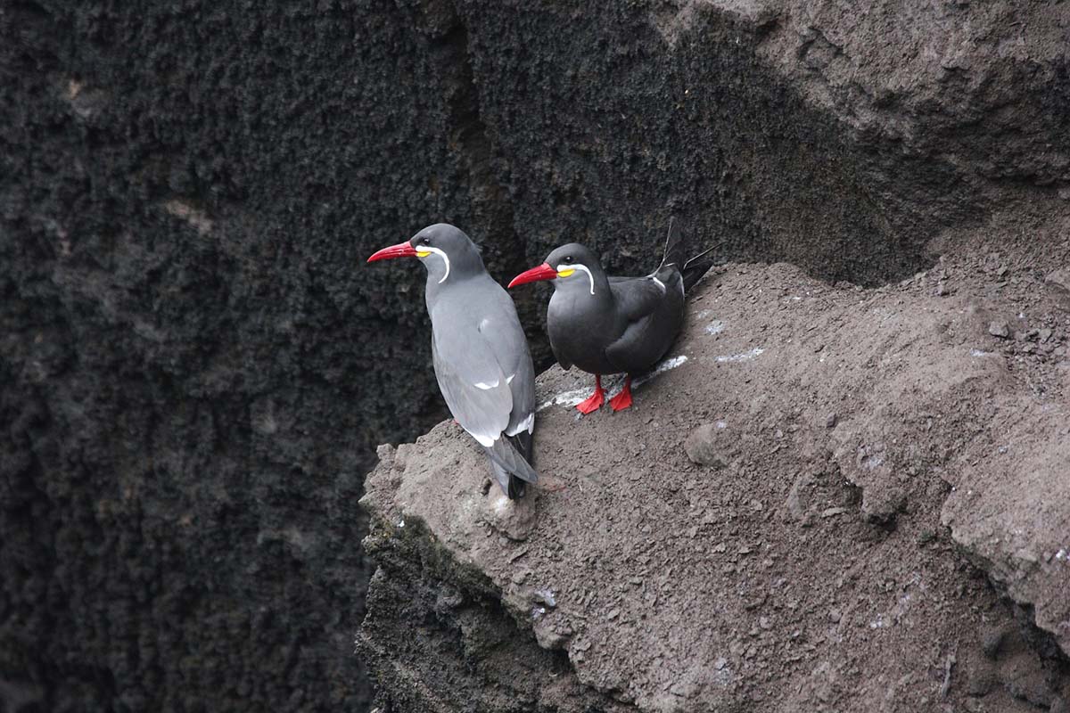 Birds of Peru: 10 Fascinating & Must-See Species - Inca Expert