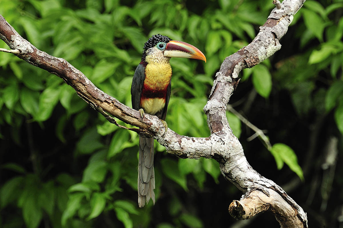 Birds of Peru: 10 Fascinating & Must-See Species - Inca Expert